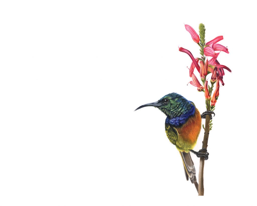 Anita Gordon – A Flash in the Fynbos – The Drawing Guild