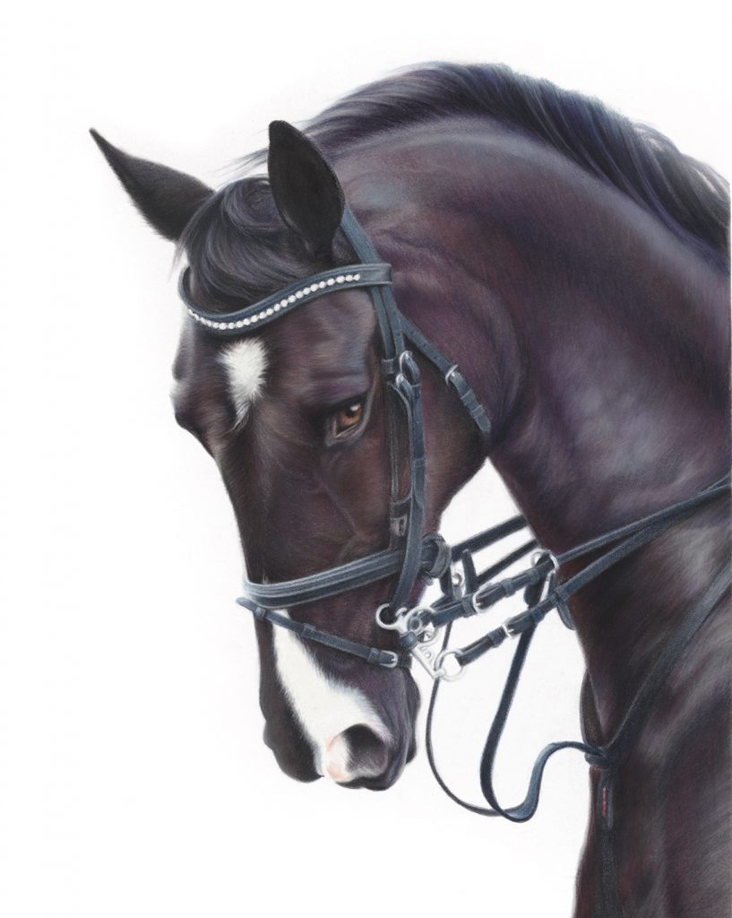 Kendyll Carle – Black Beauty – The Drawing Guild